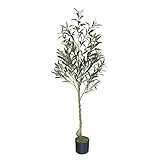 Miniature Tuscan Olive Tree | The Green Head