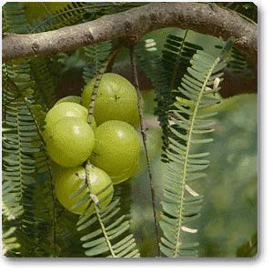 Mphmi Amla Tree, Indian Gooseberry (Big Fruit, Grown Through Seeds ...