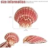 Amazon.com: PPCLION 8 PCS 4-4.5 Inch Natural White&Pink Scallop Shells ...