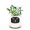 Amazon.com: TPHRAVAL Intelligent Flower Pot, Electronic Bud ...