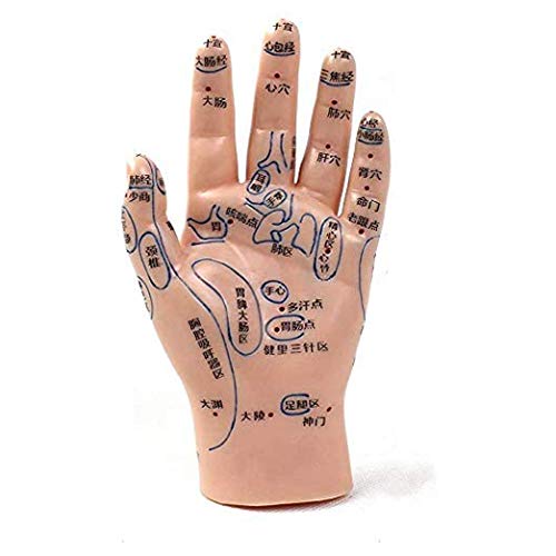 Buy 1 pair Human Body Hand Model PVC Hand Model Hand Reflex Zone Model ...