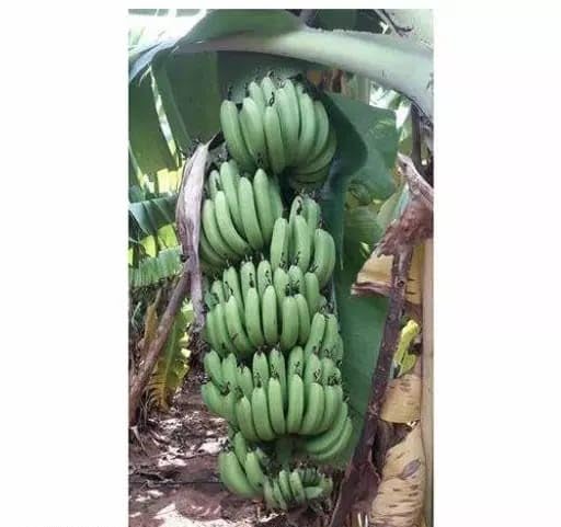 ARIYA Grand nine G9 Banana Fruit Plant Kela Tree Pack Off 1 : Amazon.in ...
