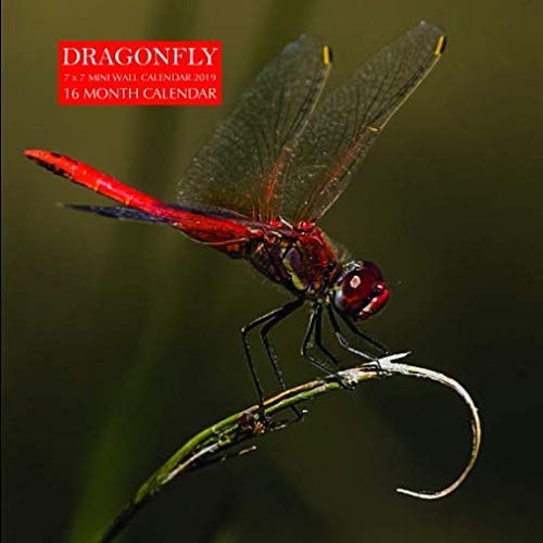 Dragonfly 7 x 7 Mini Wall Calendar 2019: 16 Month Calendar: Landon ...