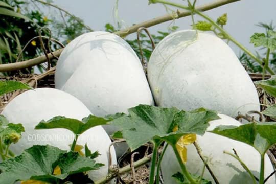 Godsowncountry Medicinal Ash Gourd seeds - Vaidhya Kumbhalam, Nei ...