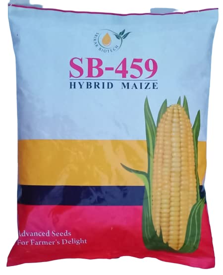 SB-459 Hybrid Corn Seeds Fresh Healthy Seed in Your Garden Perfect for ...