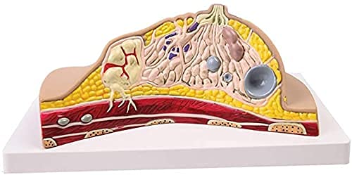 Buy WECDS-E Anatomy Model, Educational Dolls Anatomical Model Human ...