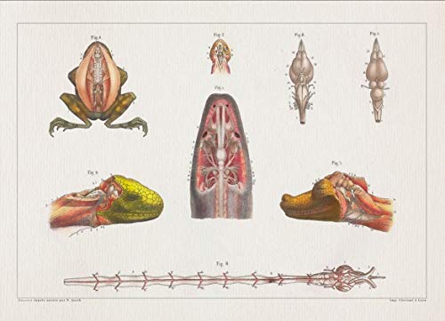 Amazon.com: Anatomy REPTILE FROG BRAIN print SRA3 12x18 conqueror laid ...