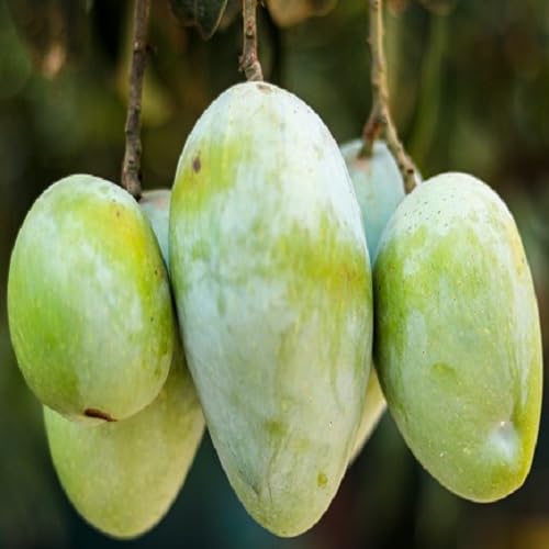 MITU Gardening Plant Himsagar Mango, Aam Hybrid (Grafted) Plant, Very ...