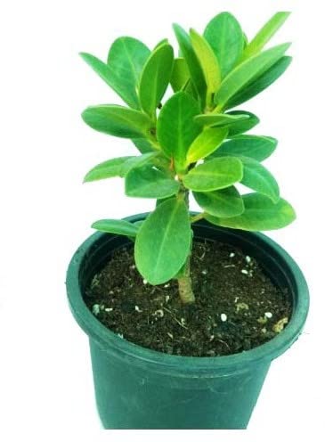 Buy Platone's Live Ficus Long Island Plants Online at Low Prices in ...