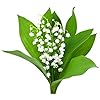 Amazon.com : 10 Very Large, Plump Lily of The Valley Plant Pips with ...
