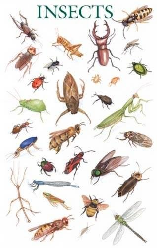 Insects Poster (Dover Posters): Amazon.co.uk: Dover Publications Inc ...