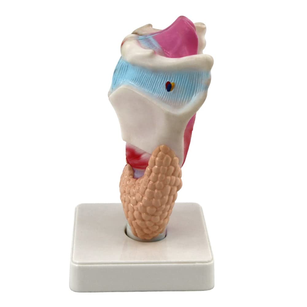 Fwl Medical Model Of Nasopharynx Anatomy Disassembled Simulation Larynx ...