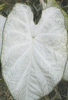 Amazon.com : (2) June Bride Caladium, Bulbs, Great for any Garden ...
