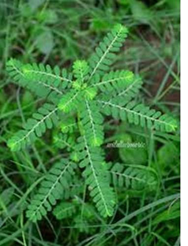 NATURE WORLD PREMIUM BHUMI AMLA PHYLLANTHUS NIRURI GULF LEAF FLOWER ...
