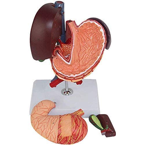 Fgvbc Anatomy Models Pancreas Gallbladder Model Human Life Size Liver ...