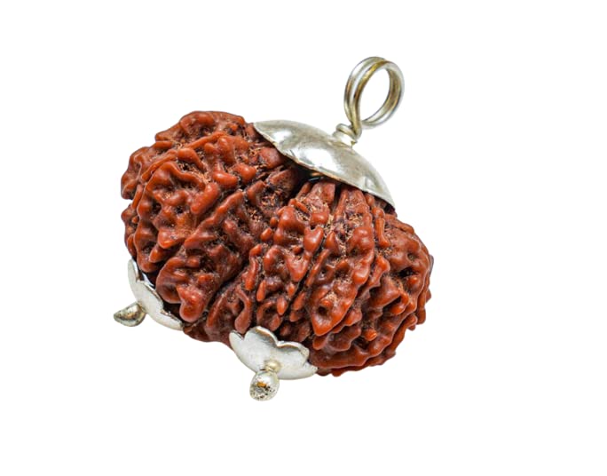 9STARS Gauri Shankar Rudraksha Original Certified 23mm with Capping ...