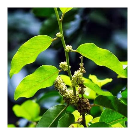 putranjiva roxburghii Plant : Amazon.in: Garden & Outdoors