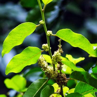 putranjiva roxburghii Plant : Amazon.in: Garden & Outdoors