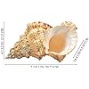 Amazon.com: Jangostor Large Natural Sea Shells, Huge Ocean Conch 7-8 ...