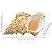 Amazon.com: Jangostor Large Natural Sea Shells, Huge Ocean Conch 7-8 ...