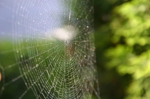 Amazon.com: Acrylic-Mounted Artwork by Anna McAlister: Spiderweb