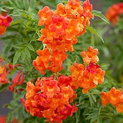 Live Red Tecoma/Tikoma Flower Plant With Pot - For Garden Outdoor 1 ...