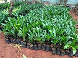 Supari tree plant | plant for supari tree pack of 4 : Amazon.in: Garden ...