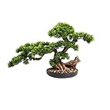 ・製造元:RFGGJNHKJUSWETGBVN・製造元/メーカー部品番号:r/3*36382・The bonsai tree is a pruned miniature landscape, which makes the room dec...
