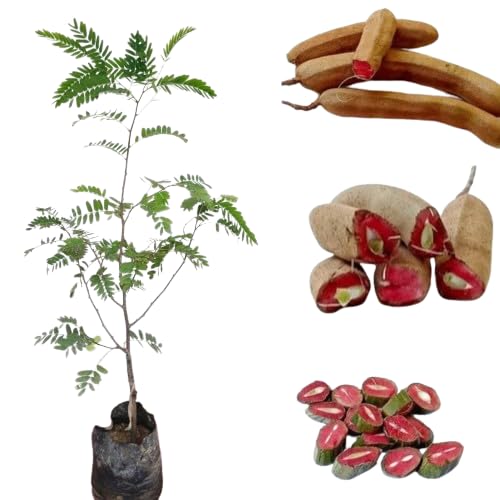 TENDER LEAVES Dwarf Tamarind Grafted Fruit Plant (Tamarindus Indica ...