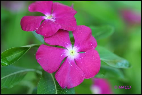 Pink Periwinkle Flower