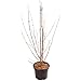 You Garden - Toffee Apple Tree - Cercidiphyllum japonicum in a 5L Pot ...