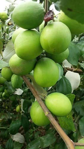 Green Earth Agro Lab Thai Apple Ber Green Live Plant (Pack of 2 ...