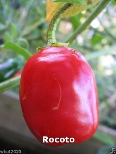 Amazon.com: Rocoto Pepper AKA Red Manzano (10 Seeds) Can live for over ...