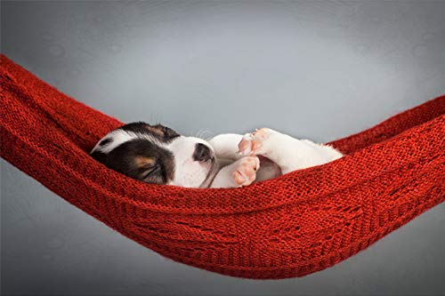 Shabbat Shalom Dog Cute Animal 12 x 18 Wall Poster : Amazon.in: Home ...