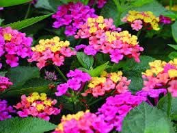 Amazon.com : Lantana Annas Maria : Patio, Lawn & Garden