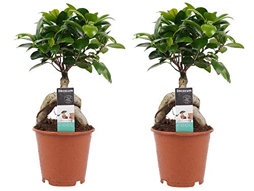Ficus Benjamin o Bengiamino: i segreti di questa bellissima sempreverde