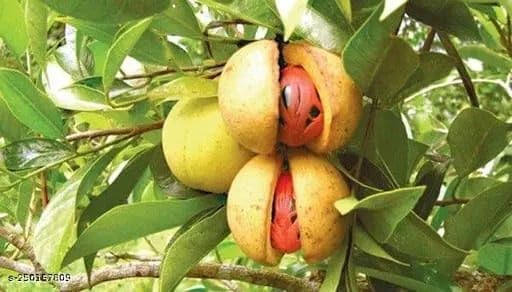 Nutmeg Hybrid Herbal Plant, Jaifal Myristica,Javitri,Jaiphal Spice ...