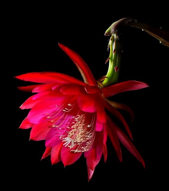 Brahma Kamal Plant___Blood Red___Very Rare Brahma Kamal Variety ...