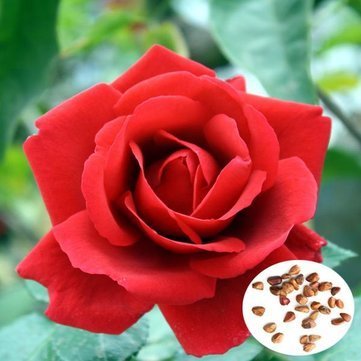 Sellify Generic 20pcs Red Rose Flower Seeds Garden Romantic Flower ...