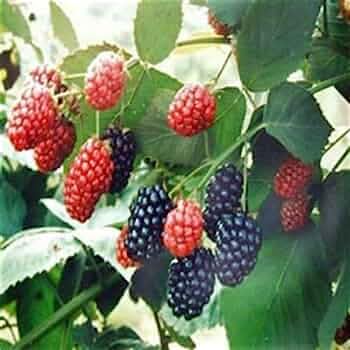 GREEEN Earth Shahtoot Malperi black Mulberry Live Fruit Plant : Amazon ...