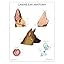 The Anatomy of the Canine Ear Poster/Chart, 24x60 cm, 18x24 inches, Dog ...