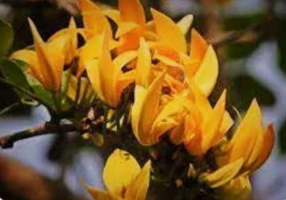 Hidden Enterprise Indian Most Beautiful Yellow Palash Flower (Butea ...