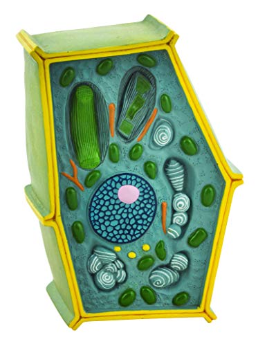 4D Science Plant Cell Model