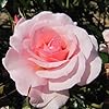 Amazon.com : Lady Rose Bush Live Plant, Fragrant Rose Plant Live for ...