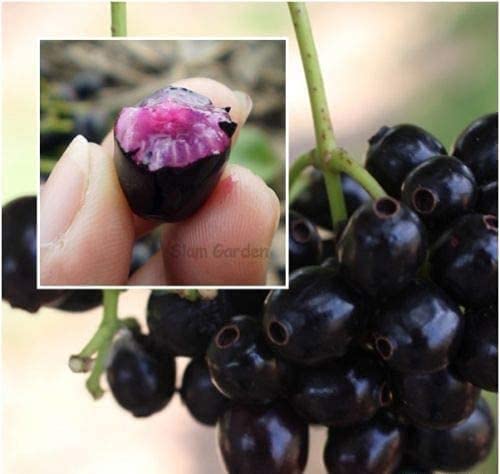 Royal Gardens India Jamun Fruit or Syzygium cumini or Jambul or Naval ...