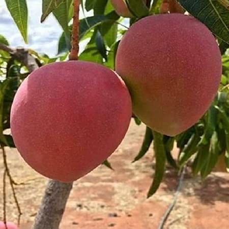 Healthy Vibe® Miyazaki (Japanese) Mango Plant-Grafted Live Plant ...