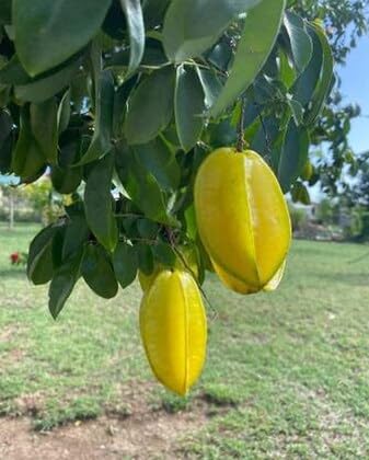 SANJU Star Fruit Thai Variety Carambola Kamranga Amrak Grafted Live ...