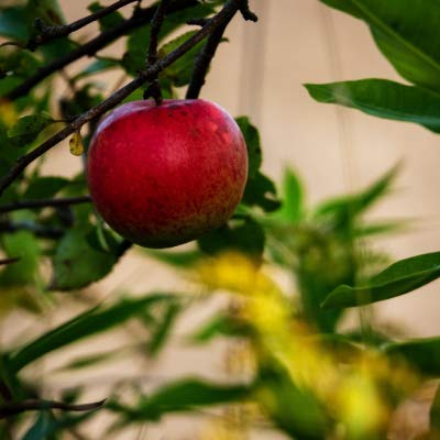 Apple tree - How to grow & care