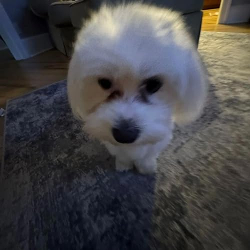 Amazon Musicでiydlのsomeone please fucking kill me or ill do it myselfを再生する