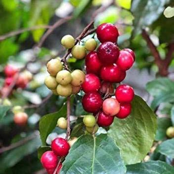 Arlo Dwarf Rare Hybrid Fruit Live Plant - High Yield " Loobi ...